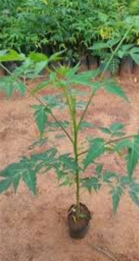 Well Drained Green Neem Tree Plant For Plantation At Piece In Hapur