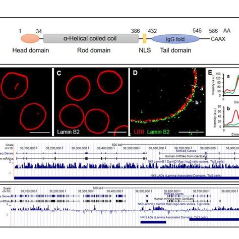 Structure Localization And Chromatin Binding Of Nuclear Lamins A Download Scientific