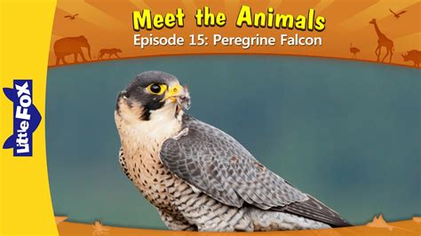 Cartoon Peregrine Falcon