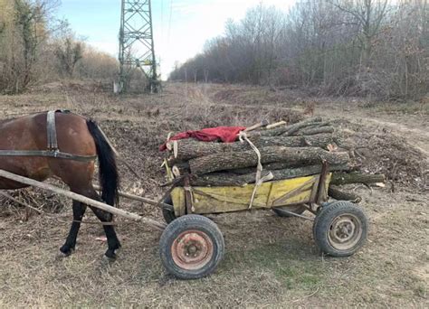 Полицаи иззеха 2 каруци с незаконни дърва край видинско село