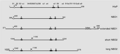 schematic sequence alignment of the recombinant cytosolic domains of
