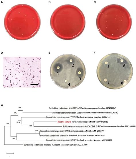 Isolation And Identification Of Pathogenic Bacteria A Representative Download Scientific