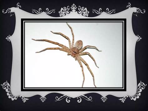 Systematic Desensitization Pdf