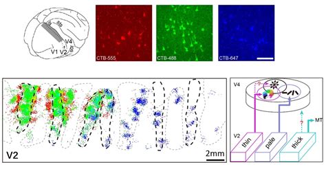视皮层间的并行投射 复旦大学脑科学转化研究院