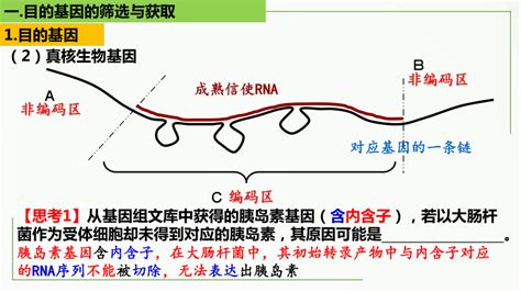 基因工程的基本操作程序课件 共 张PPT 第 课时 世纪教育网 二一教育