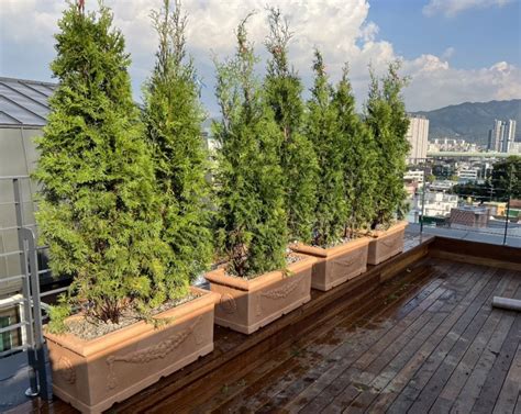 야외조경화분 특대형화분 대형사각화분 화분도매플라스틱토분 카페화분 직사각토분 네이버 블로그