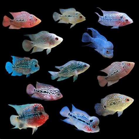 Assorted Flowerhorn Cichlid 5cm Juvenile Male Sims Tropical Fish