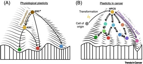 Cells Plasticity Definition At Charles Ware Blog