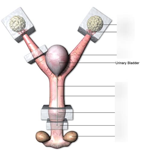 Diagram Of Female Reproductive Tract Quizlet