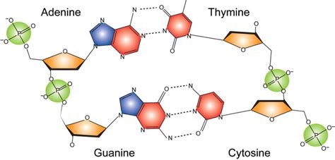 Scheme Of Dna Nucleotide Functional Groups Considered For Protein Dna