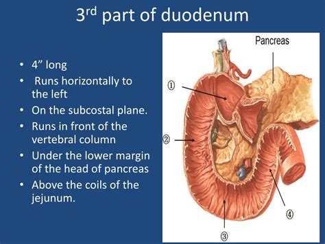 Duodenum Cat Dissection