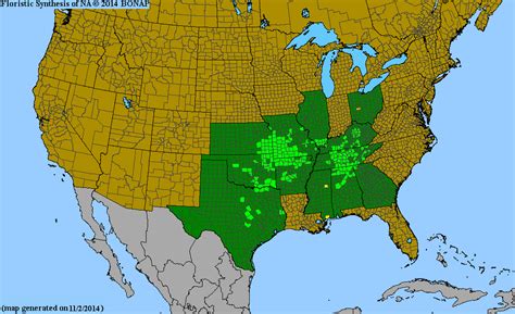 Sedum Pulchellum Wikipedia
