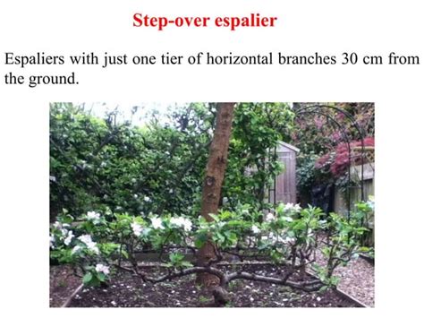 Canopy Types Ppt
