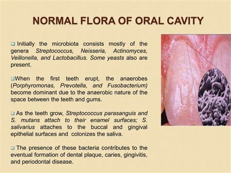 Normal Microbial Florapptx