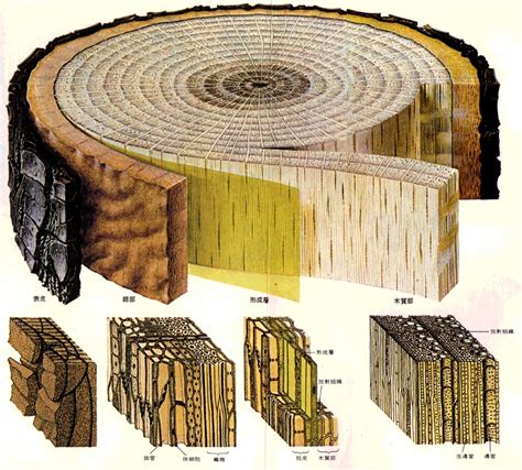 年輪の構造