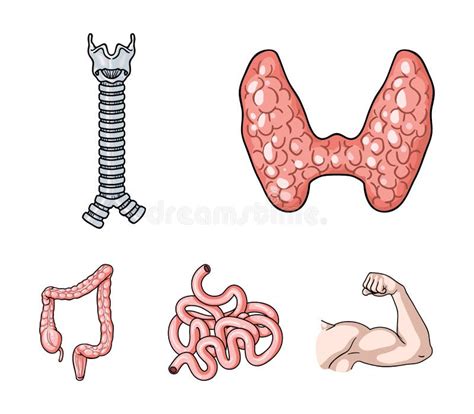 Gland With Healthy Thyroid And Hyperthyroid Disorder Stock Vector