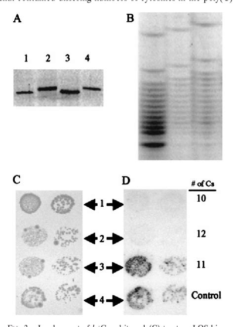 Figure 1 From Identification Of The Gene Lgtg Encoding The Lipooligosaccharide Beta Chain