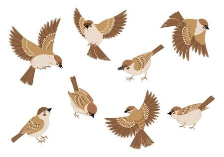 Why Do Birds Have Different Types Of Feet Birdful
