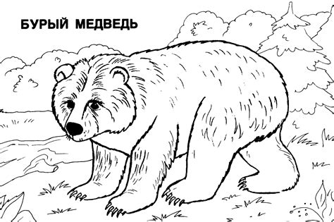 Раскраска Медведь Распечатать бесплатно