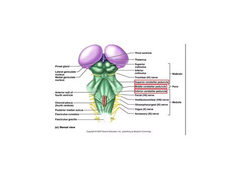 Brain And Cranial Nerves And Spinal Cord And Spinal Nerves PPT
