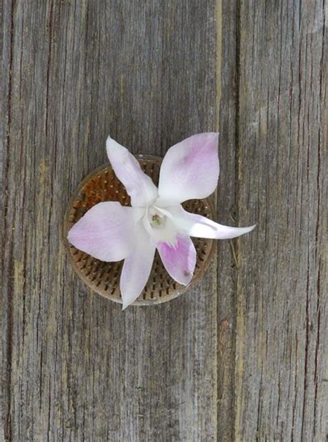 Wholesale Lavender Dendrobium Orchids Delivered Online Flowerfarm