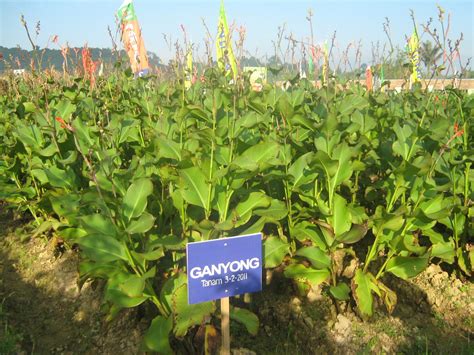 Tanaman Ganyong Jatiid