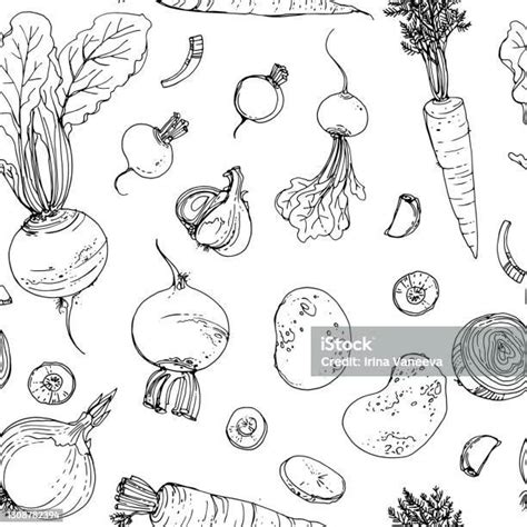야채 신선한 음식 사탕무 무 당근 양파 마늘 흰 배경에 그려진 감자 라인 벡터 그림입니다 비트 뿌리에 대한 스톡 벡터 아트 및 기타 이미지 Istock