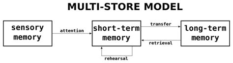 The multi-store model of memory (Atkinson and Shiffrin, 1968) | IB Psychology