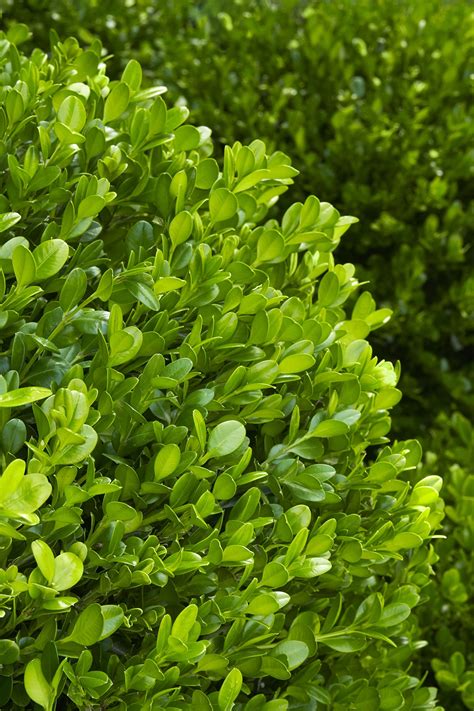 Winter Gem Boxwood Buxus Microphylla Var Japonica Winter Gem