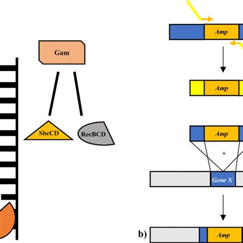 A The Three Components Of Lambda Red Recombineering System With Exo