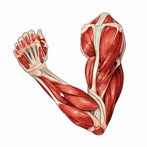 Detailed Vector Illustration Of Elbow Bones And Muscles Anatomy