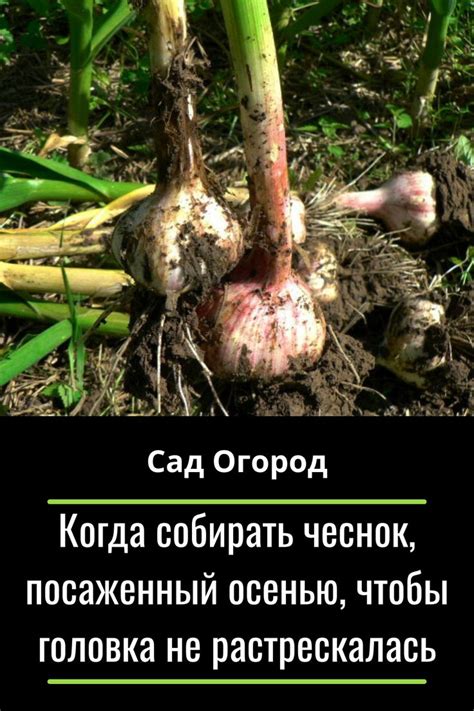 Когда собирать чеснок посаженный осенью чтобы головка не растрескалась в 2024 г Растения