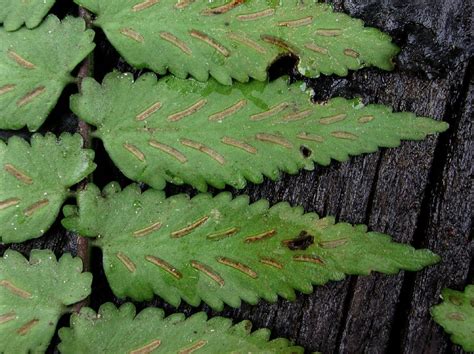 Asplenium Salicifolium Aspleniaceae