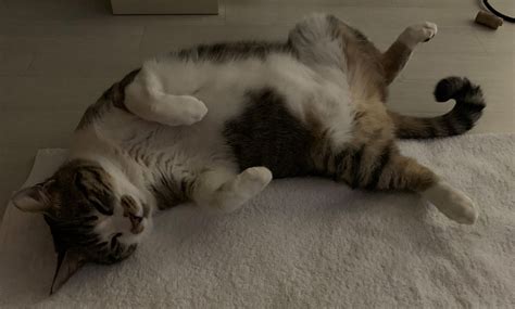 고양이의 사랑스러운 모습 10가지 비마이펫 라이프