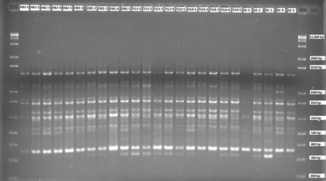 Pcr Amplification Profile Of The Issr F9 Primer For 25 Samples From The Download Scientific