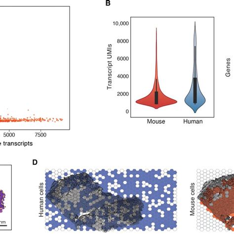 Spatially Resolved Single Cell Transcriptomes Captured From Tissue A Download Scientific