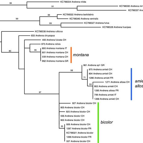Phylogenetic Tree Based On Maximum Likelihood Analyses Of Sequence Data