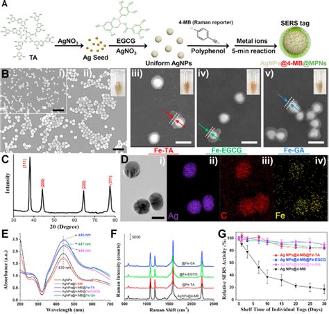 A Schematic Illustration Of The Green And Rapid Fabrication Of Mpns