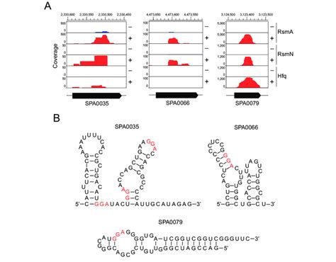 Representative Rsman Binding Srnas A Read Coverage At The Spa0035 Download Scientific