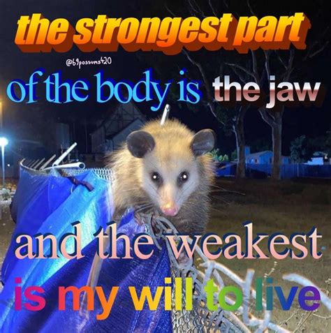 Don T Forget To Follow Us Vippossum Mention Your Friends Who Love Possum Credit