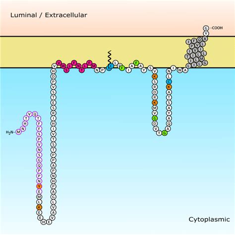 Regions Of The Ifitm3 Protein Sequence Involved In The Performance Of