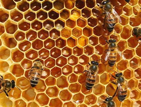 How To Tell If You Have A Strong Hive Bee Keeping Hives Bee Hive