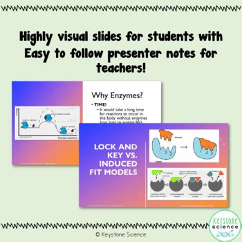 Enzyme Structure Function And Reactions PowerPoint With Guided Notes And KEY