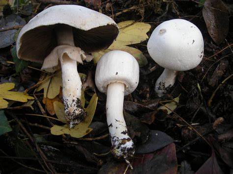 Agaricus Xanthodermus Var Xanthodermus Gruppo Amb Missaglia Lc