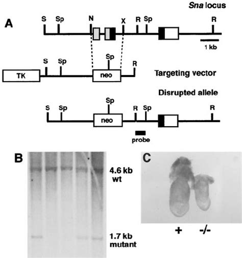 Targeted Disruption Of The Mouse Sna Gene A Targeting Scheme The