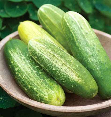 Spacemaster Cucumbers In Containers At Christian Brown Blog