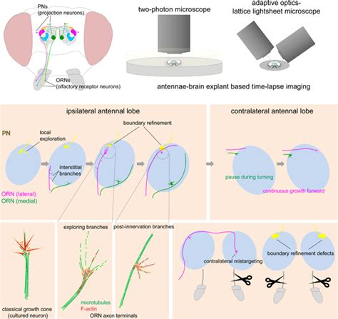 Cellular Bases Of Olfactory Circuit Assembly Revealed By Systematic Time Lapse Imaging Pmc