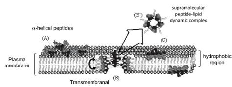 Schematic Representation Of The Toroidal Pore Model Describing The