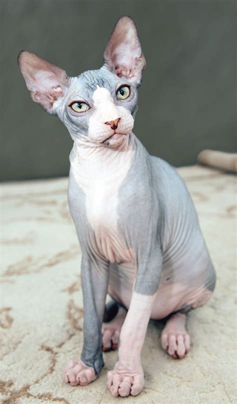 Cardiac Gene Mutation In Sphynx Cats Catwatch Newsletter
