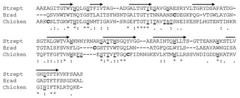 Multiple Sequence Alignment Of The Core Forms Of Streptavidin Download Scientific Diagram
